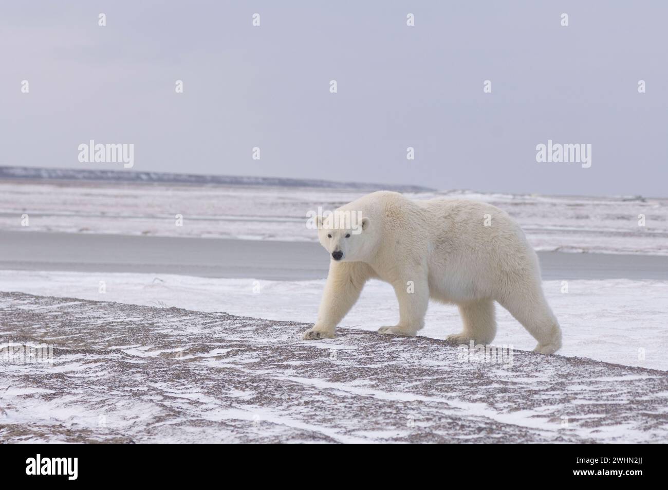 polar bear Ursus maritimus along a barrier island on the Arctic coast ...