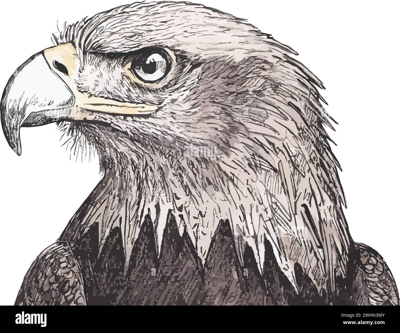 Flying eagle vector Stock Vector Images - Alamy