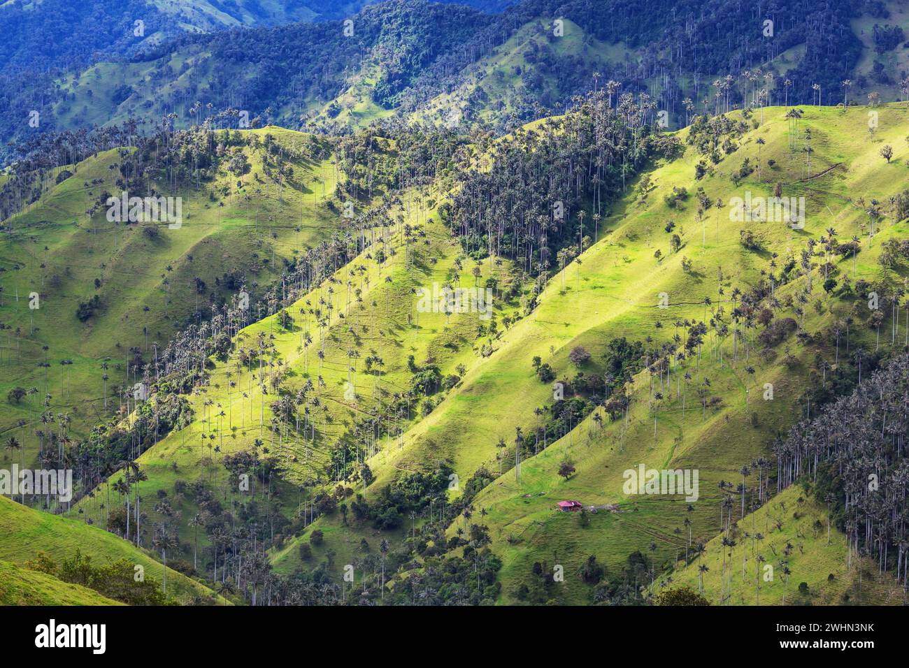 The Cocora Valley is a valley in the department of QuindÃ­o in Colombia ...