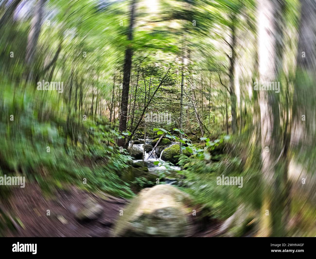 Picture of forest scene Stock Photo - Alamy