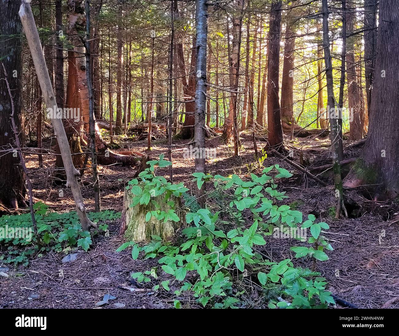 Wildernessexplorer hi-res stock photography and images - Alamy