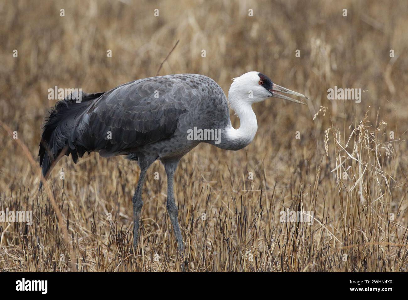 Hooded Crane (Grus monacha), eating rice from stalks in harvested field ...