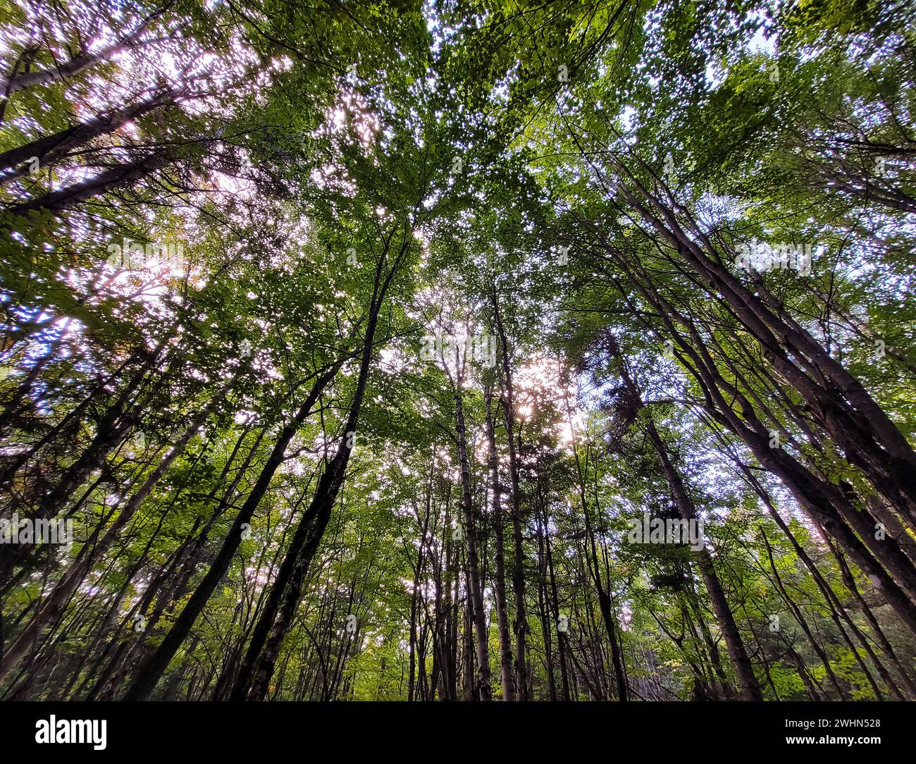 Picture of forest scene Stock Photo - Alamy