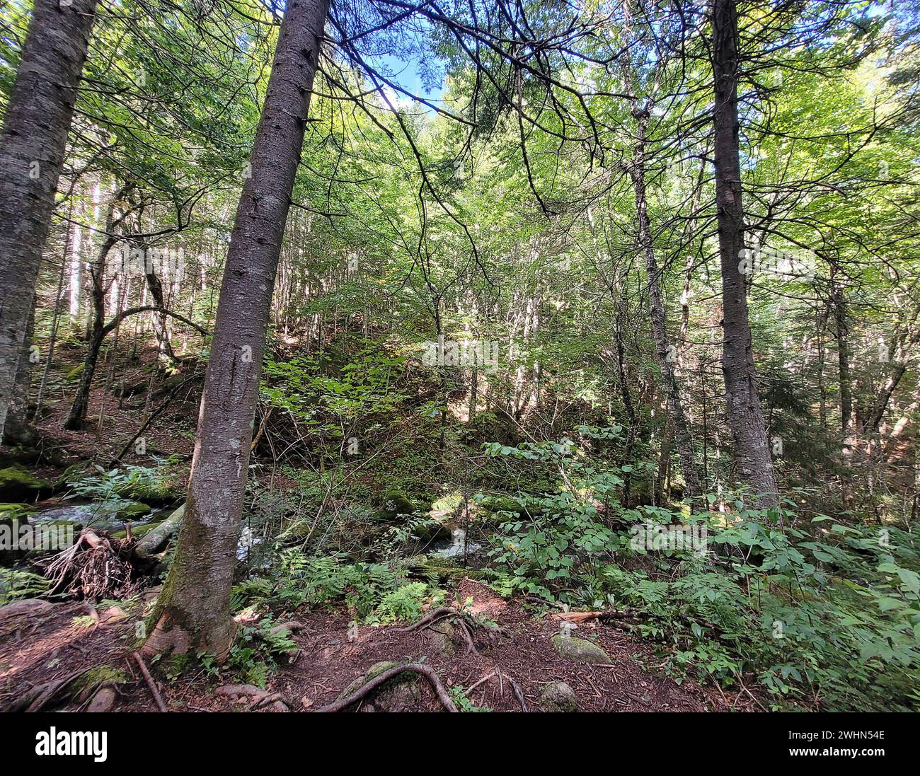 Picture of forest scene Stock Photo - Alamy