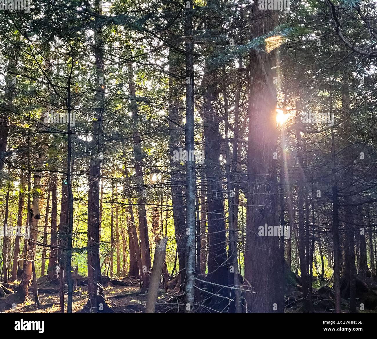 Picture of forest scene Stock Photo - Alamy