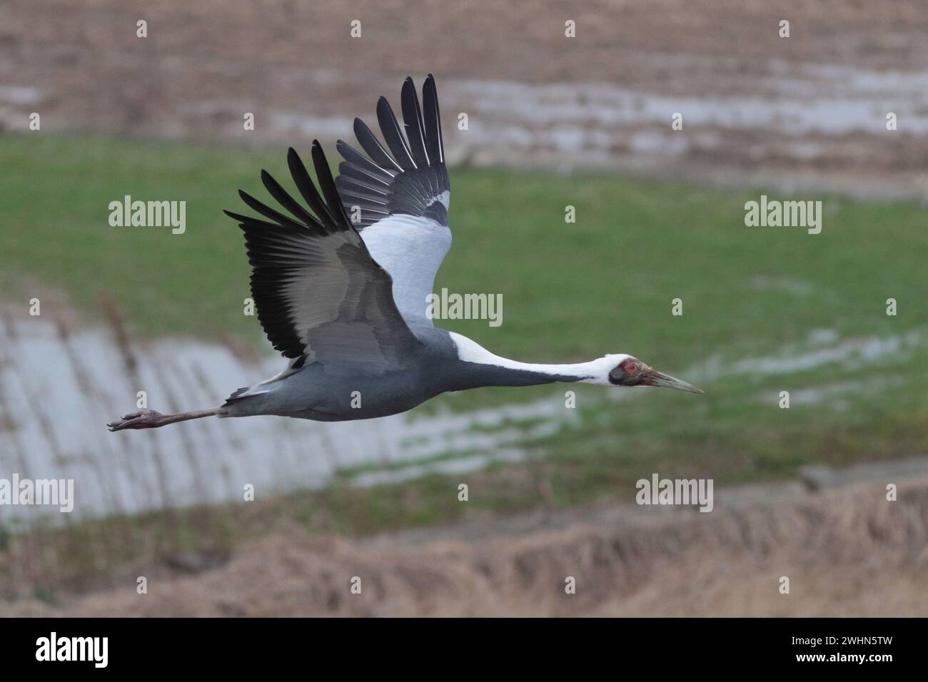 White-naped Crane (Grus vipio), adult in flight below eye-level, photo ...