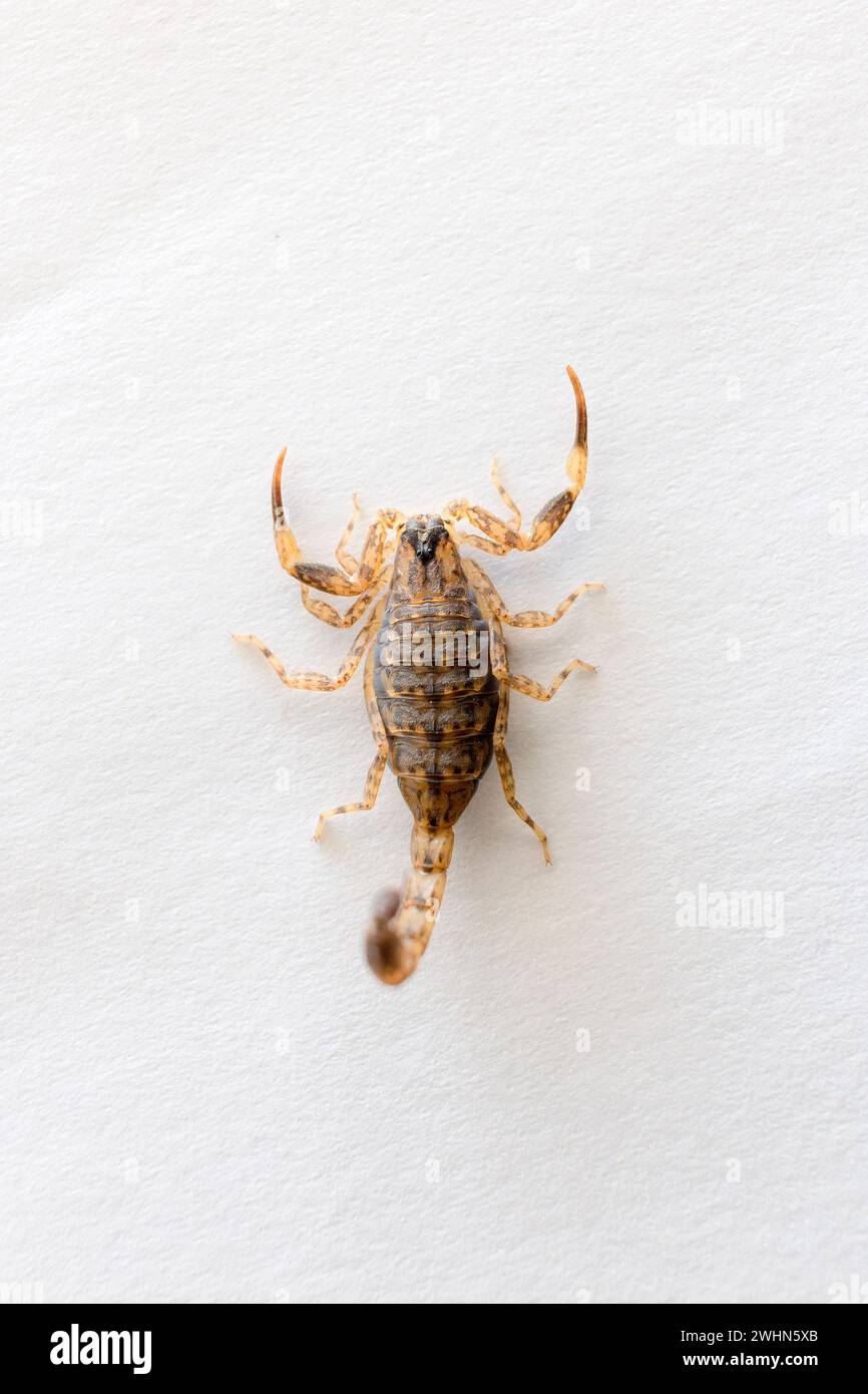Close Up Brown Scorpion on white background Stock Photo - Alamy