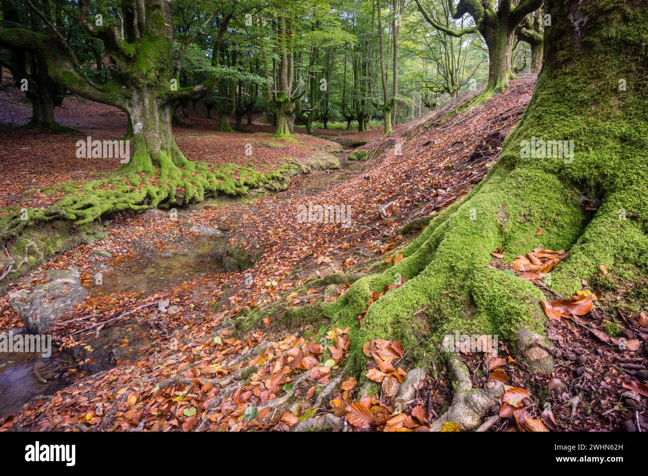 Ecosistema agua hi-res stock photography and images - Alamy