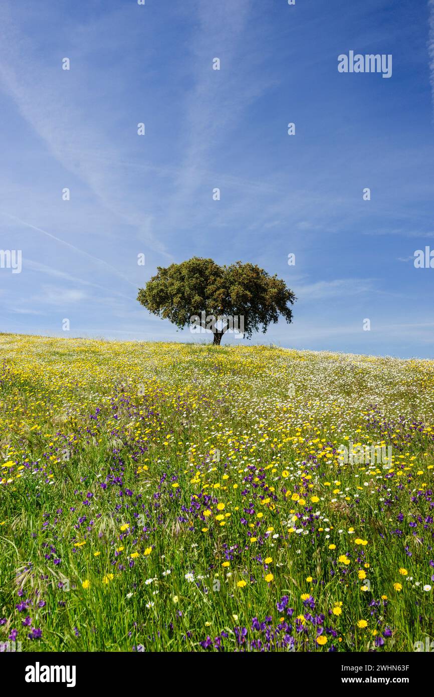 Cerezas en primavera hi-res stock photography and images - Alamy