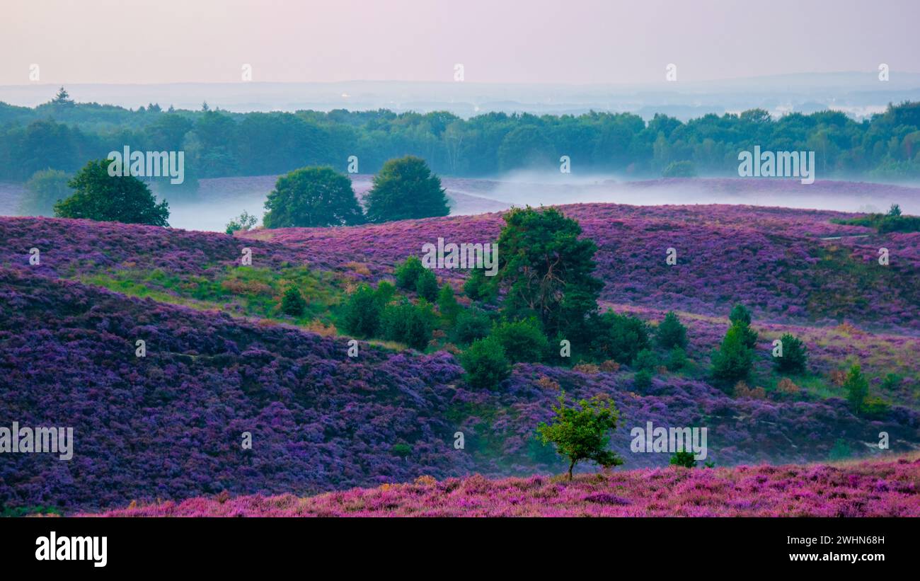 Blooming Heather fields, purple pink heather in bloom, blooming heater ...