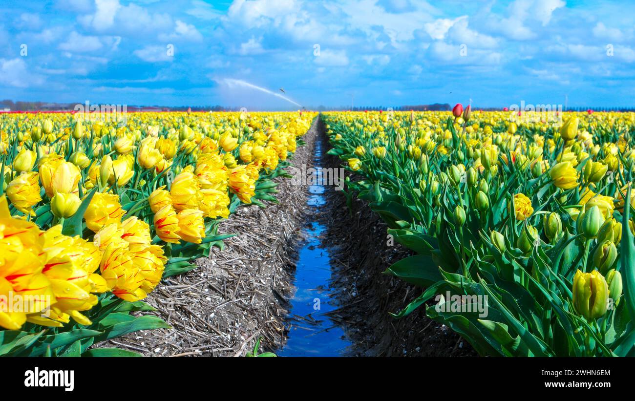 Tulip field in The Netherlands, colorful tulip fields in Flevoland ...