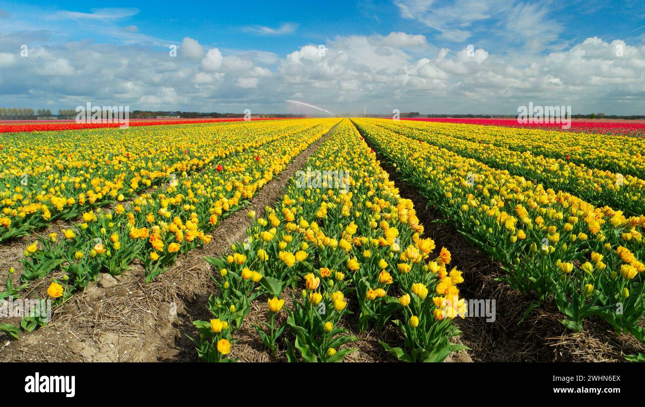 Tulip field in The Netherlands, colorful tulip fields in Flevoland ...