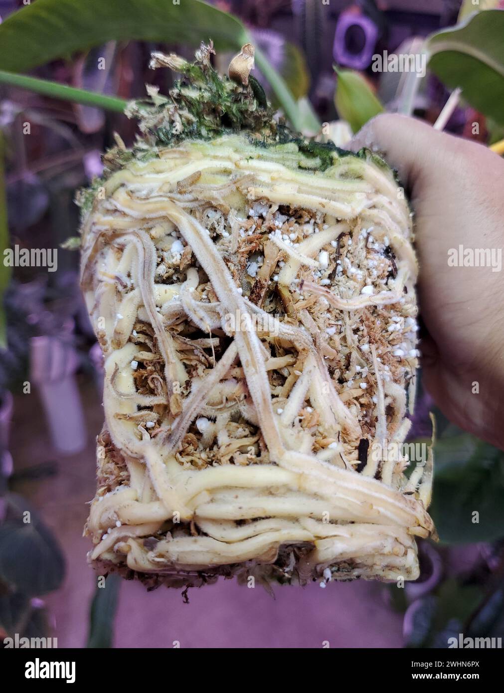 The healthy roots of an Anthurium plant ready to be repotted Stock ...