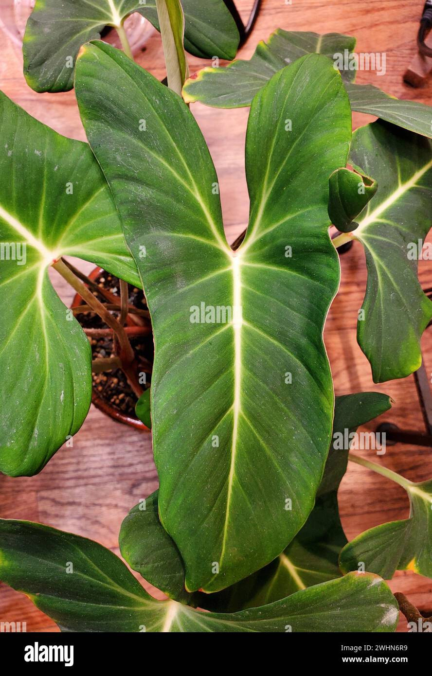 Beautiful green leaf of Adelonema Crinipes, a neotropical aroid native ...