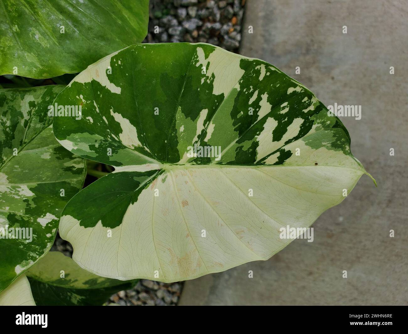 Closeup of a highly variegated and marbled leaf of Alocasia Odora Stock ...