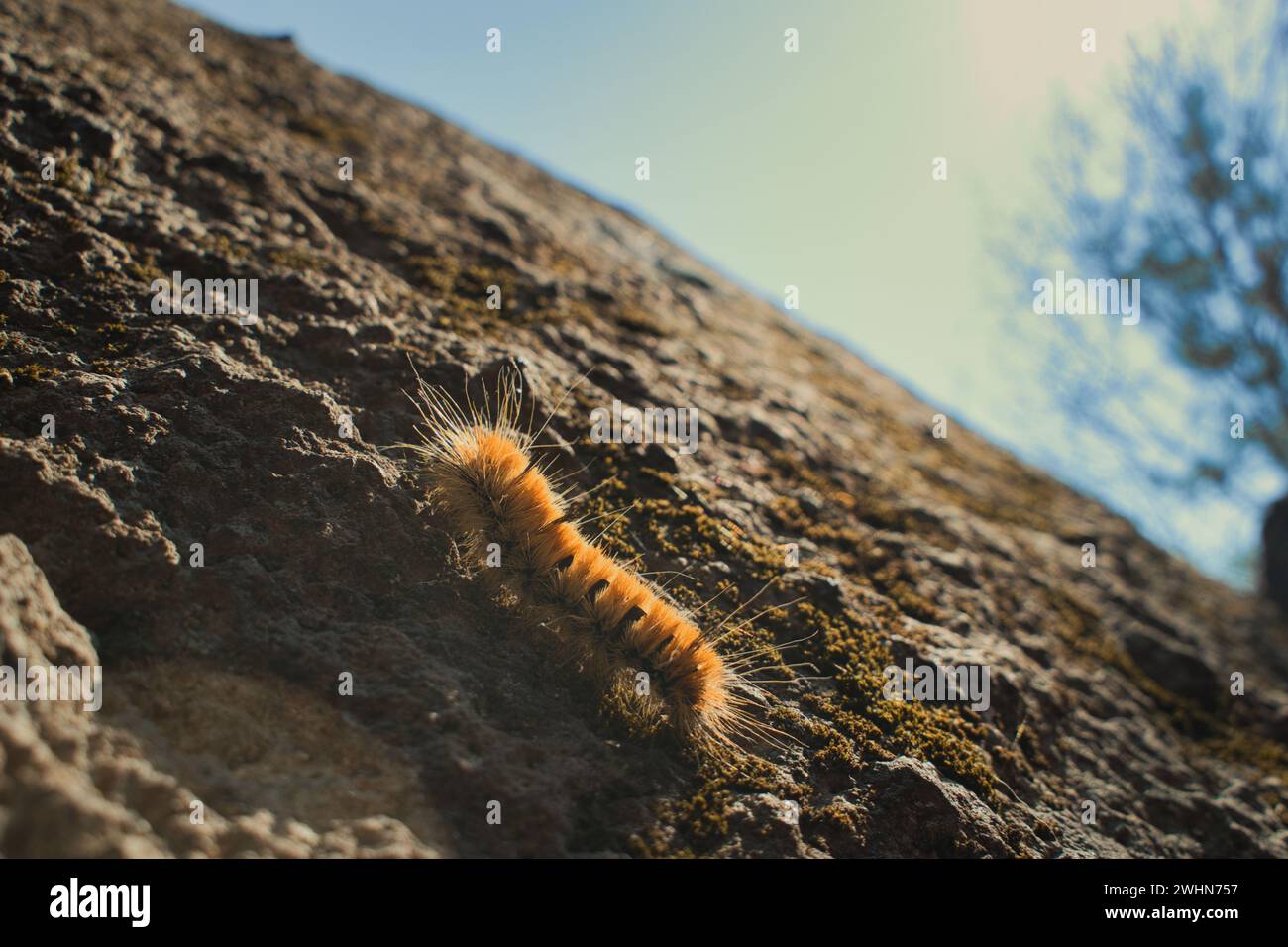 Woolly worm hi-res stock photography and images - Alamy