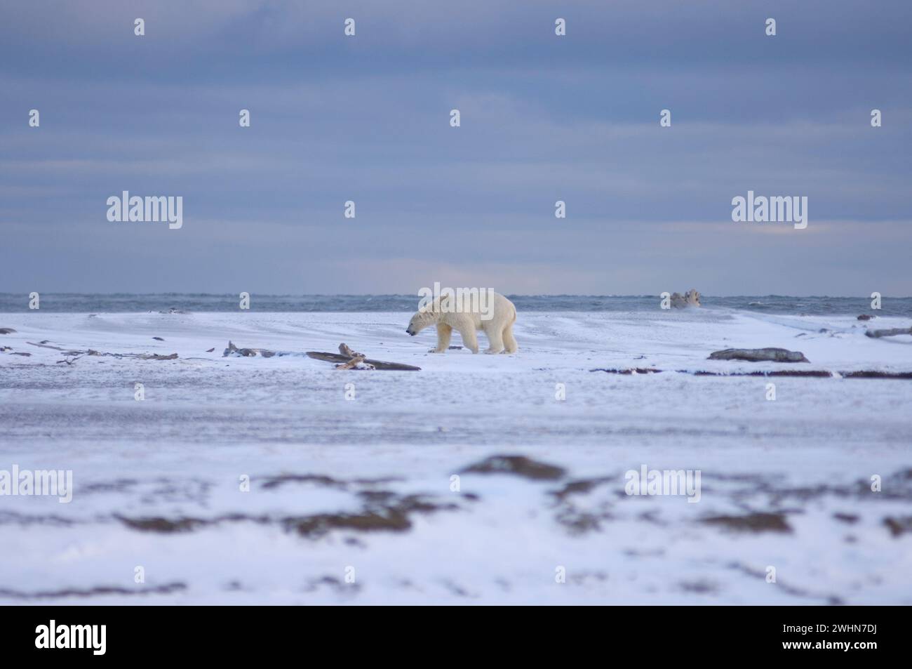 polar bear, Ursus maritimus, Boar neck thicker then head on a barrier ...