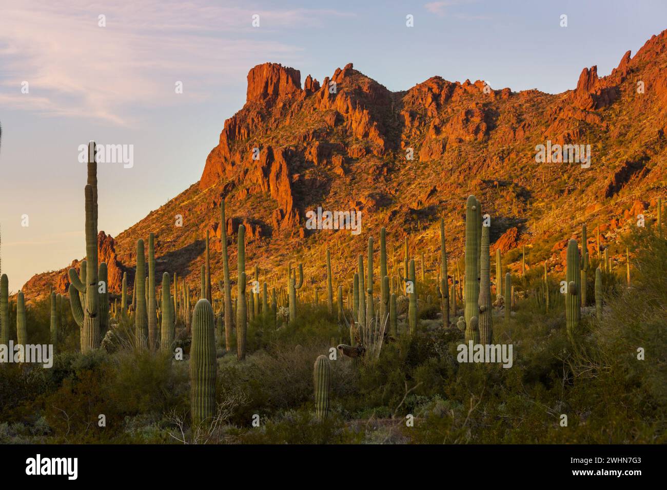 Landscape with saguaro cacti, New Mexico, USA Stock Photo - Alamy