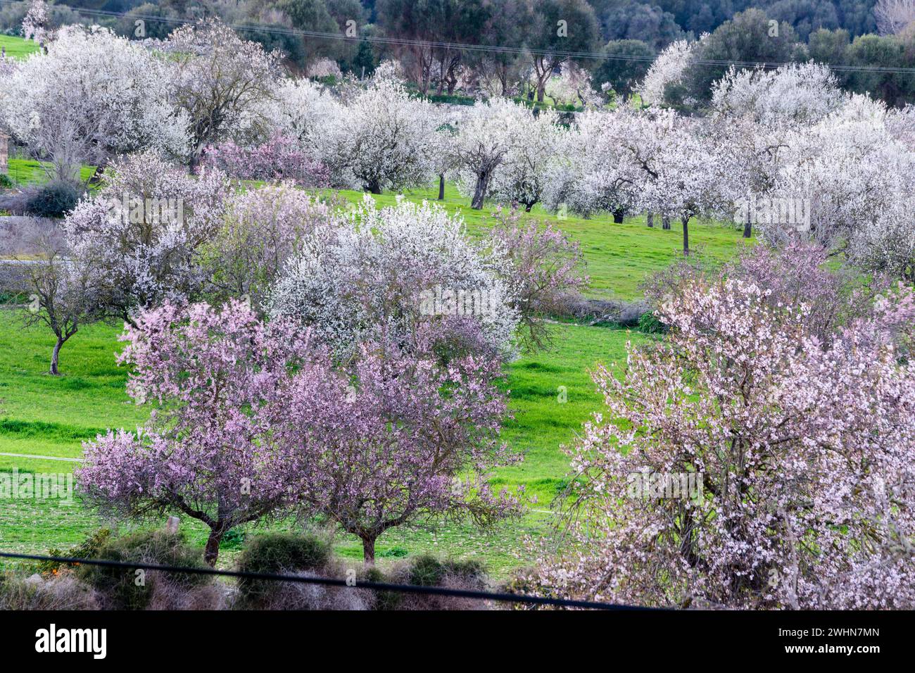 Ciclo vital hi-res stock photography and images - Alamy