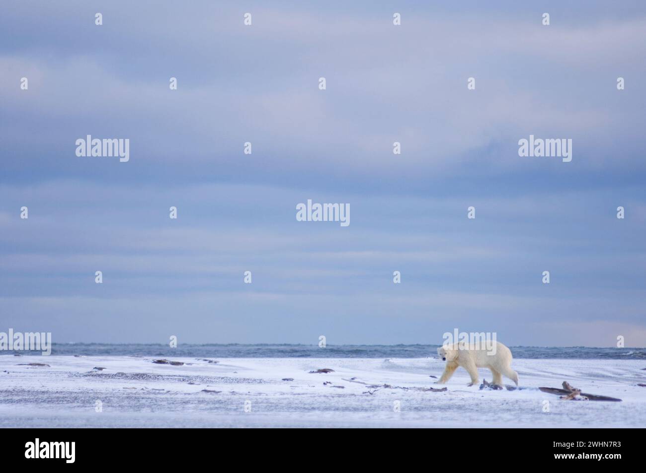 polar bear, Ursus maritimus, Boar neck thicker then head on a barrier ...