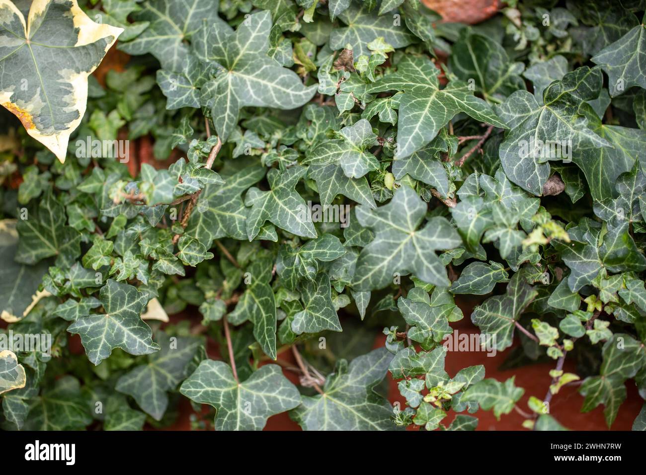 Ivy 'hedera helix' on a red garden wall during a golden sunset Stock ...