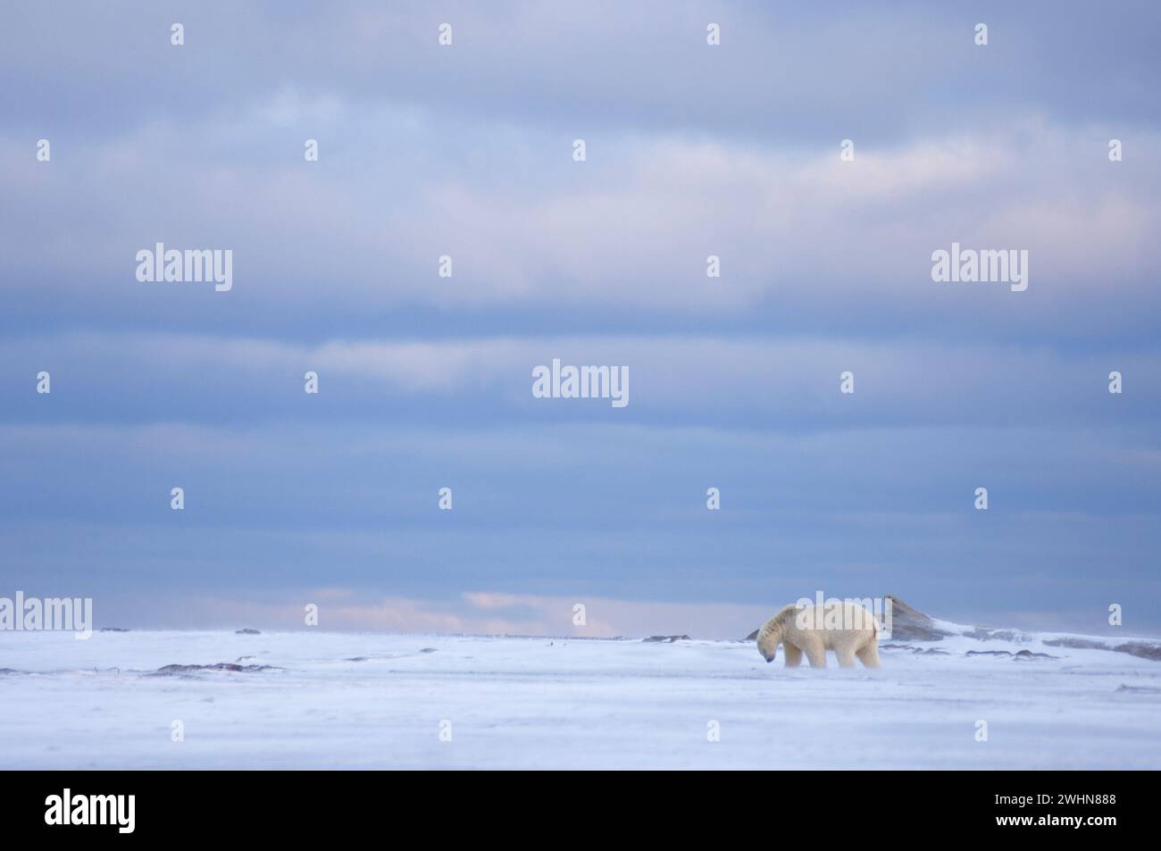 polar bear, Ursus maritimus, Boar neck thicker then head on a barrier ...
