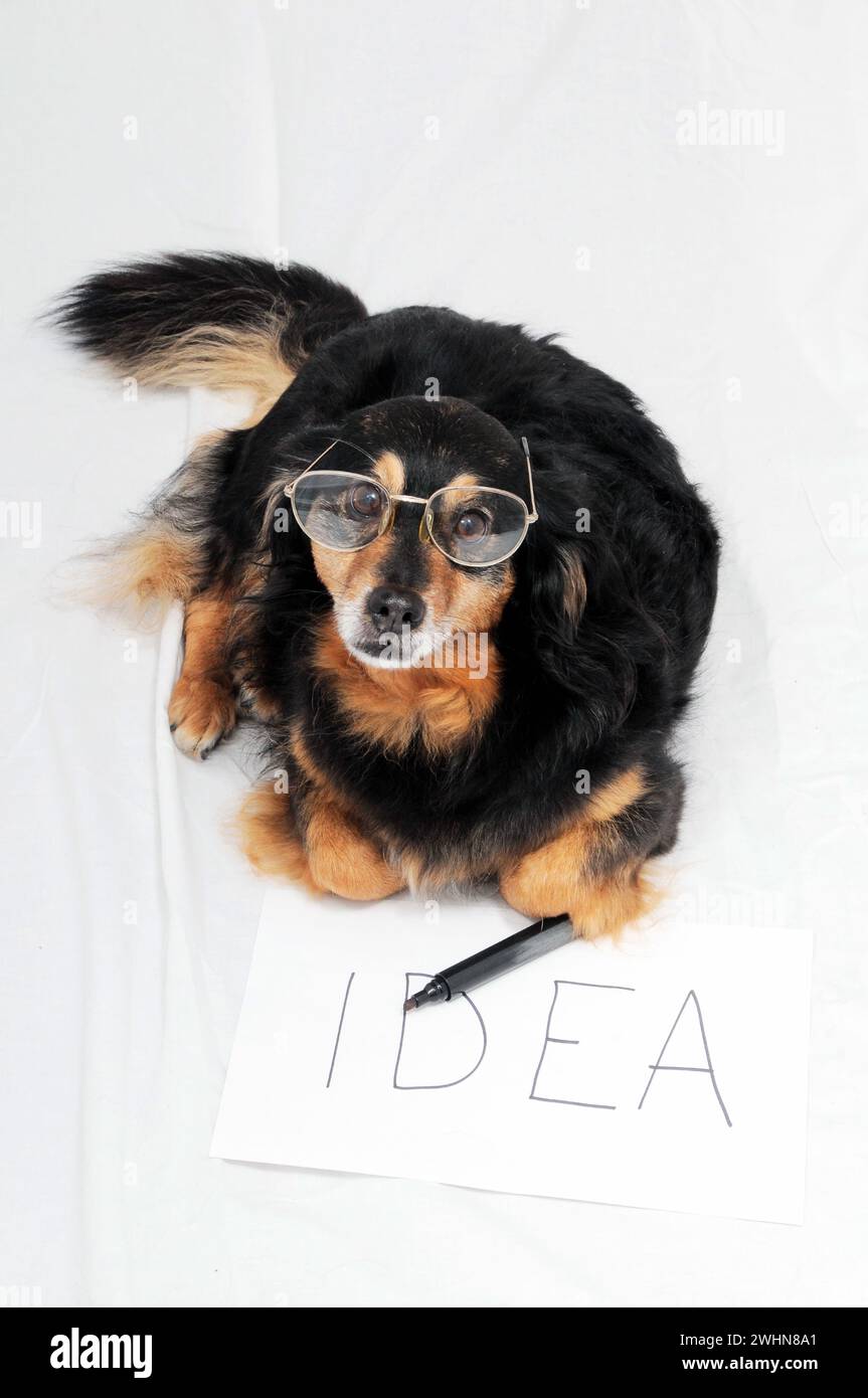 Happy and adorable dog drawing hi-res stock photography and images - Alamy