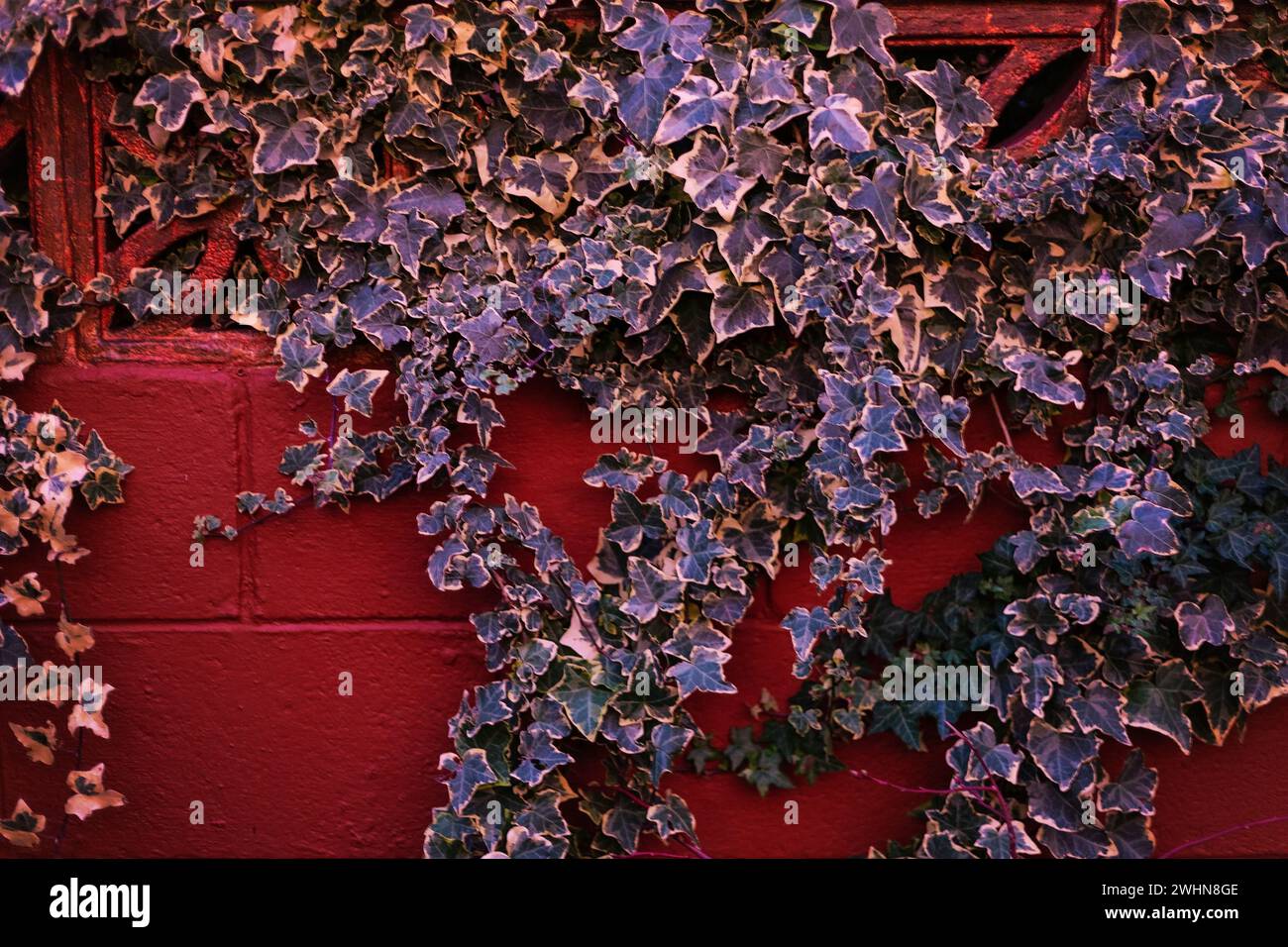 Ivy 'hedera helix' on a red garden wall during a golden sunset Stock ...