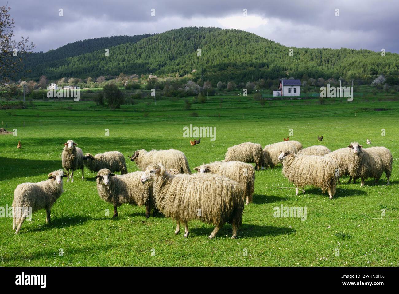Vrhovine hi-res stock photography and images - Alamy