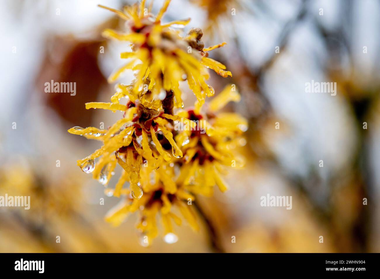 Bad Zwischenahn, Germany. 09th Feb, 2024. A flowering witch hazel grows ...