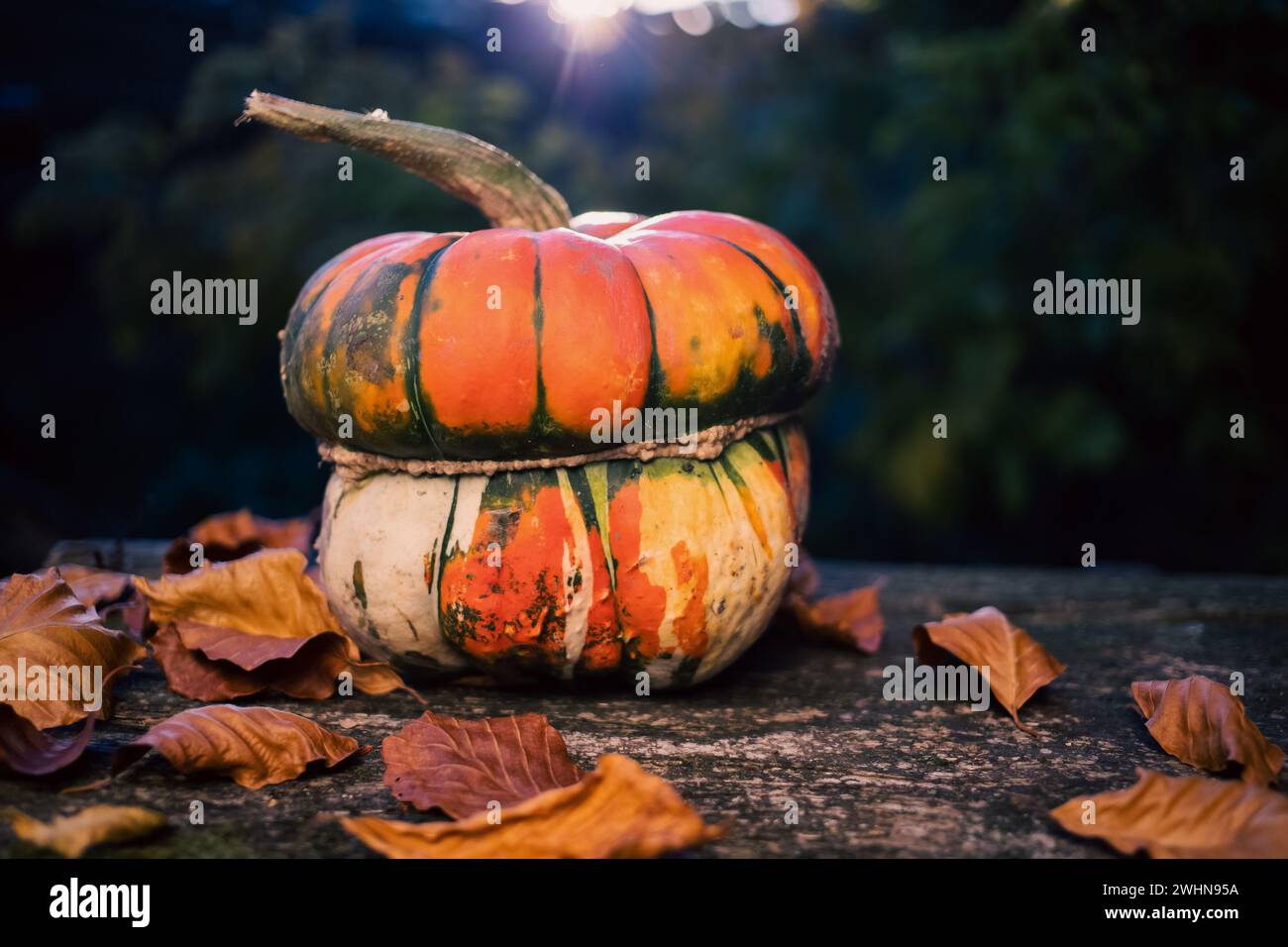 Traditional thanksgiving holiday in hi-res stock photography and images ...