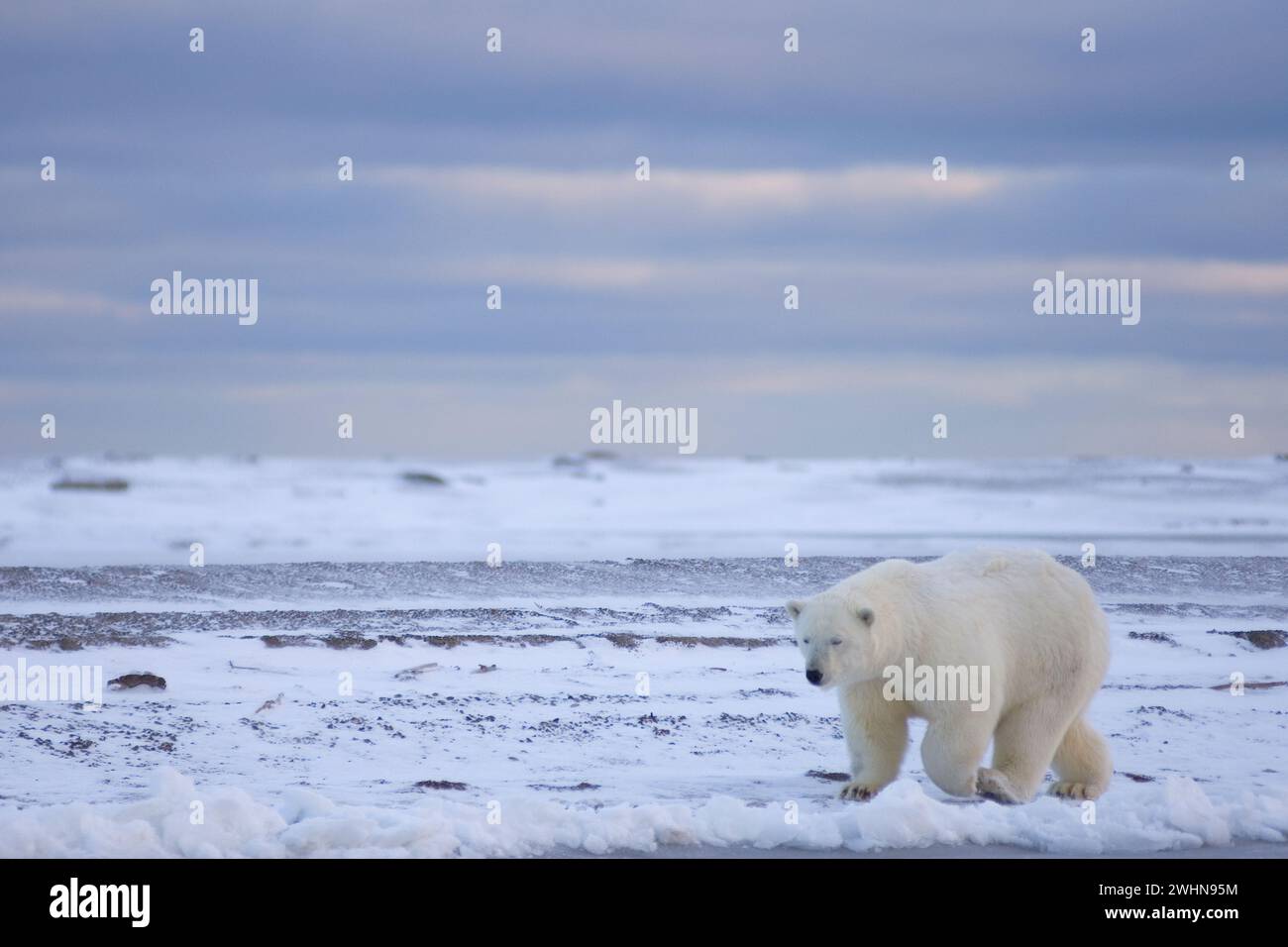 Male polar bear neck hi-res stock photography and images - Alamy