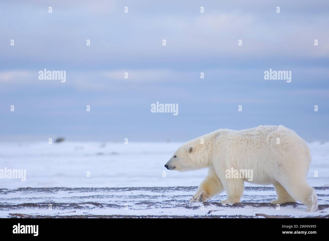 polar bear, Ursus maritimus, Boar neck thicker then head on a barrier ...