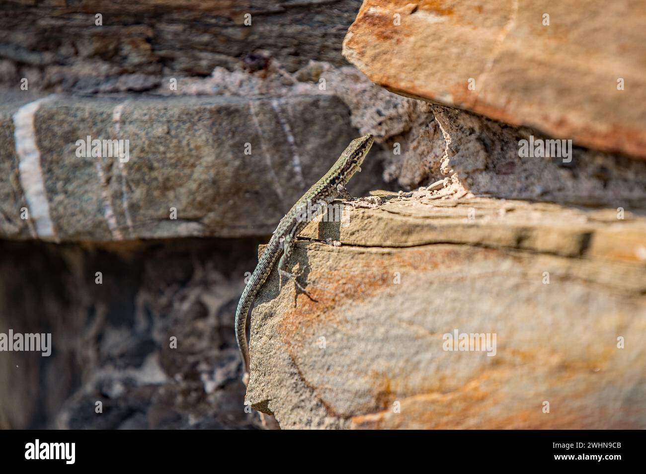 Lizards climbing rocks hi-res stock photography and images - Alamy