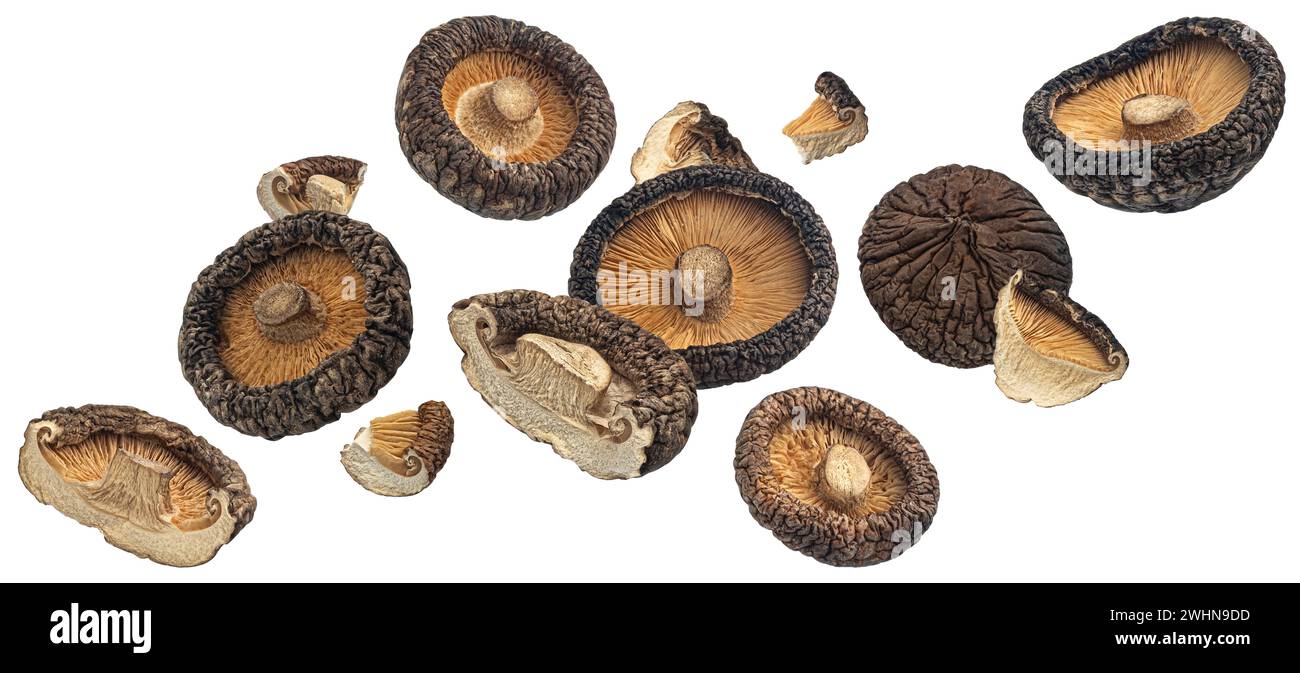Dried shiitake mushrooms isolated on white background Stock Photo - Alamy