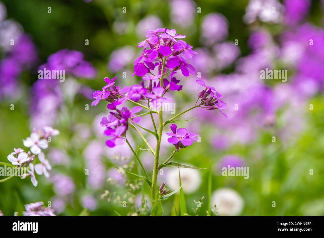 Rocket flower hi-res stock photography and images - Alamy