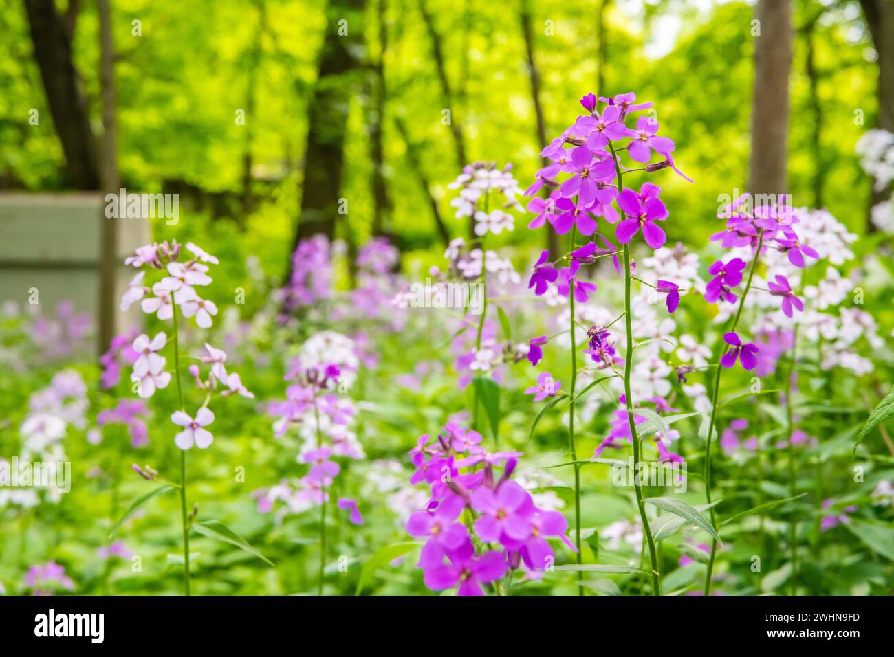 Dame Rocket flower in River Falls, Wisconsin Stock Photo - Alamy