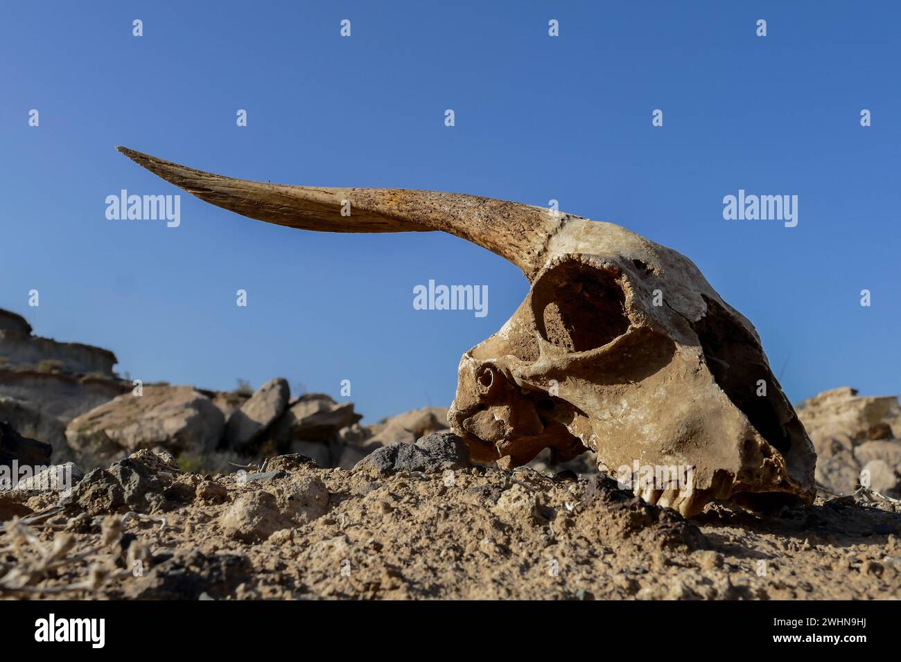 Dry Goat Skull Bone, Goat Skull background in the desert Stock Photo ...