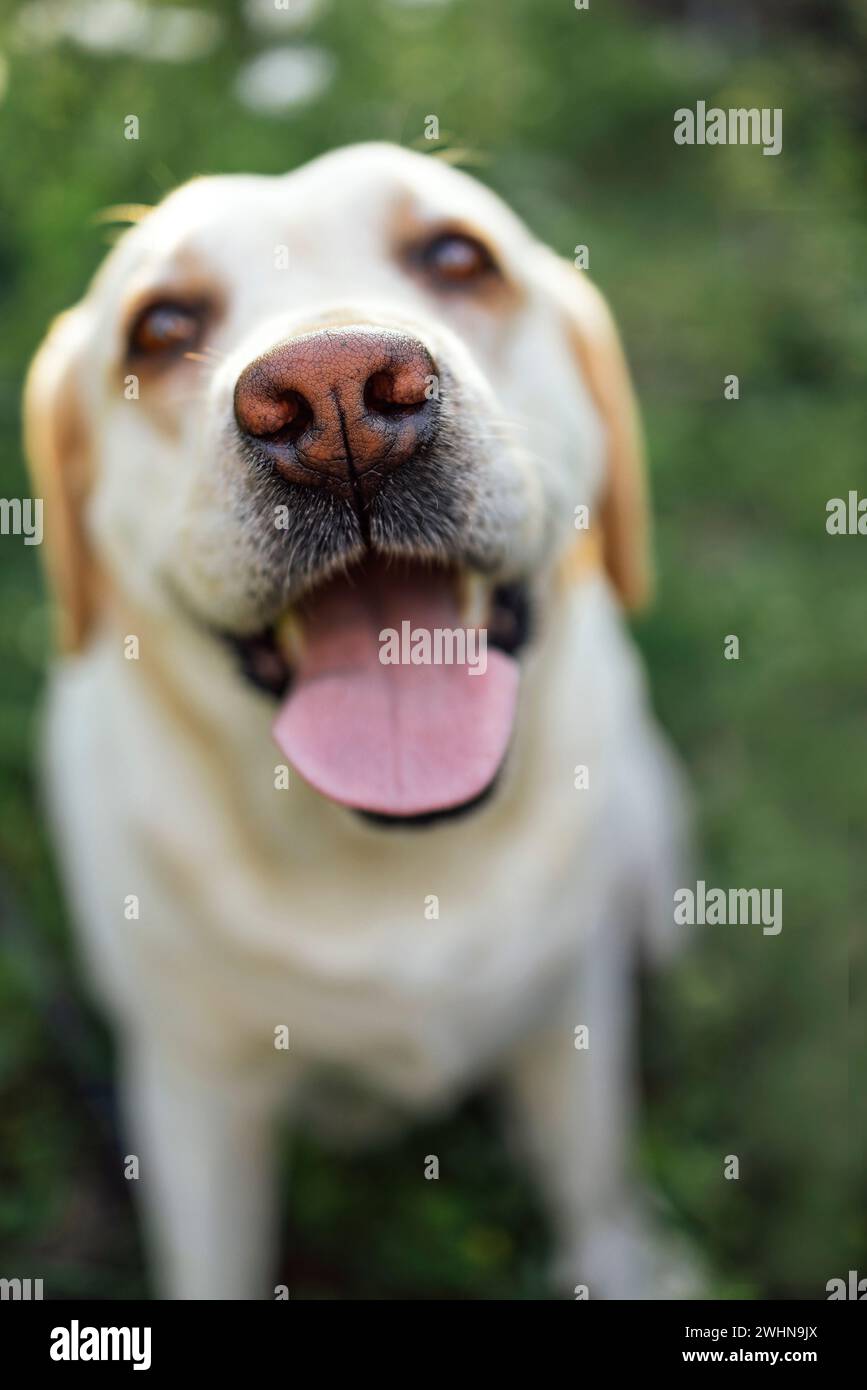 Labrador close up in green field hi-res stock photography and images ...