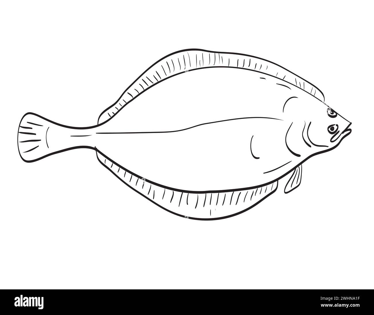 Drawing sketch style illustration of an American Plaice or ...