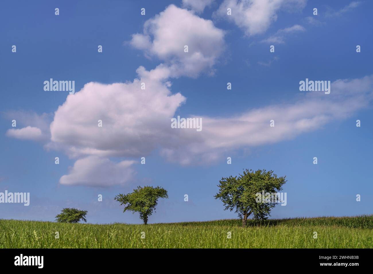 Tree field fields clouded hi-res stock photography and images - Alamy