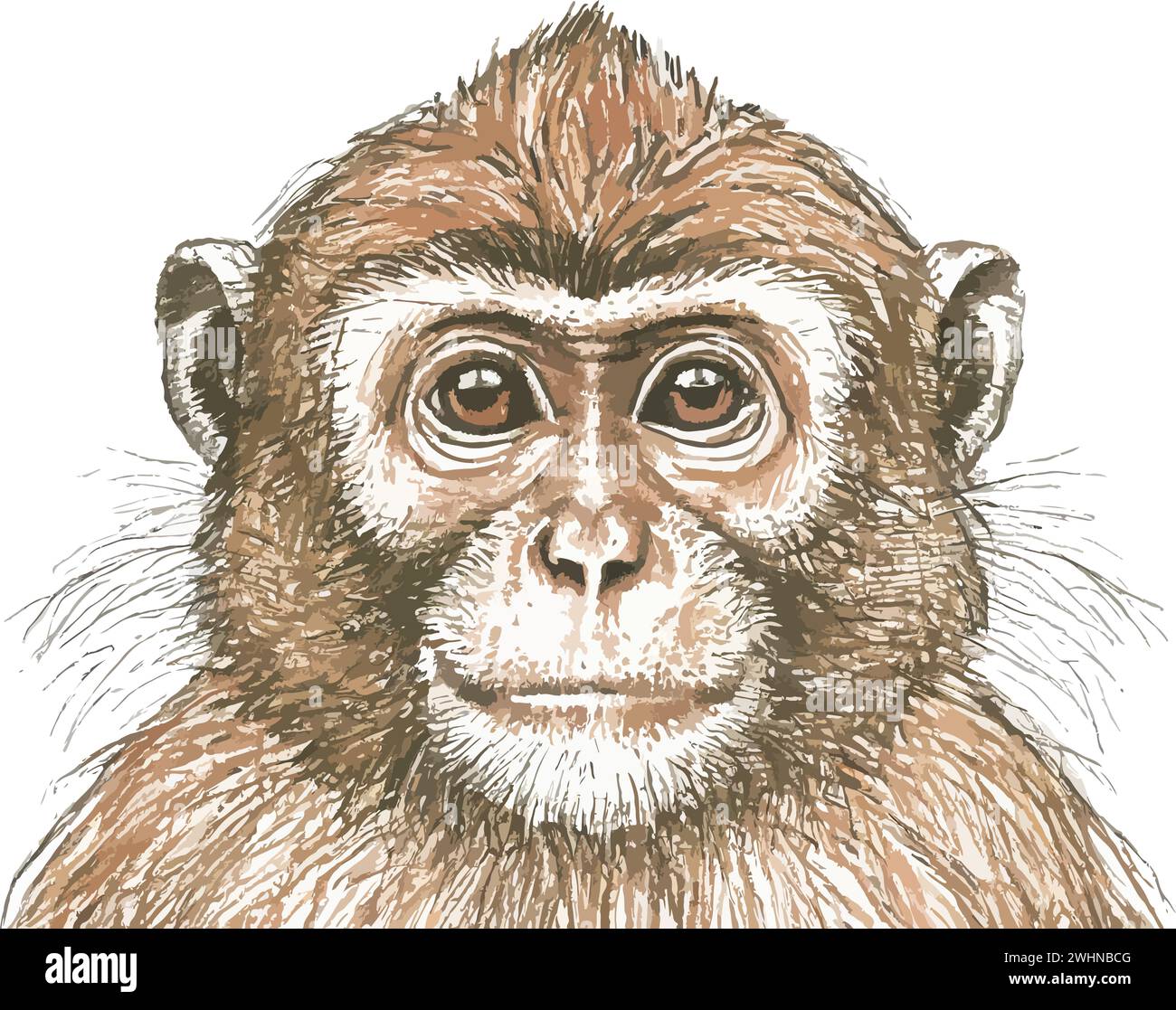 White hand monkey Stock Vector Images - Alamy