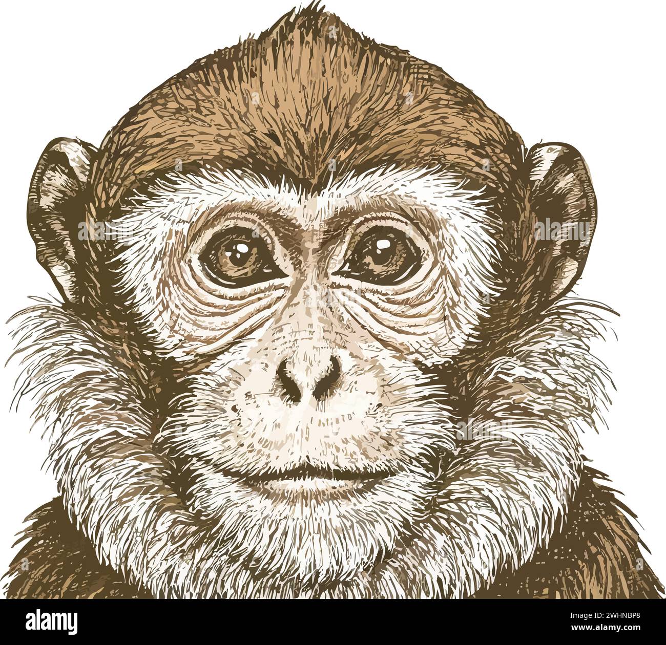 White hand monkey Stock Vector Images - Alamy