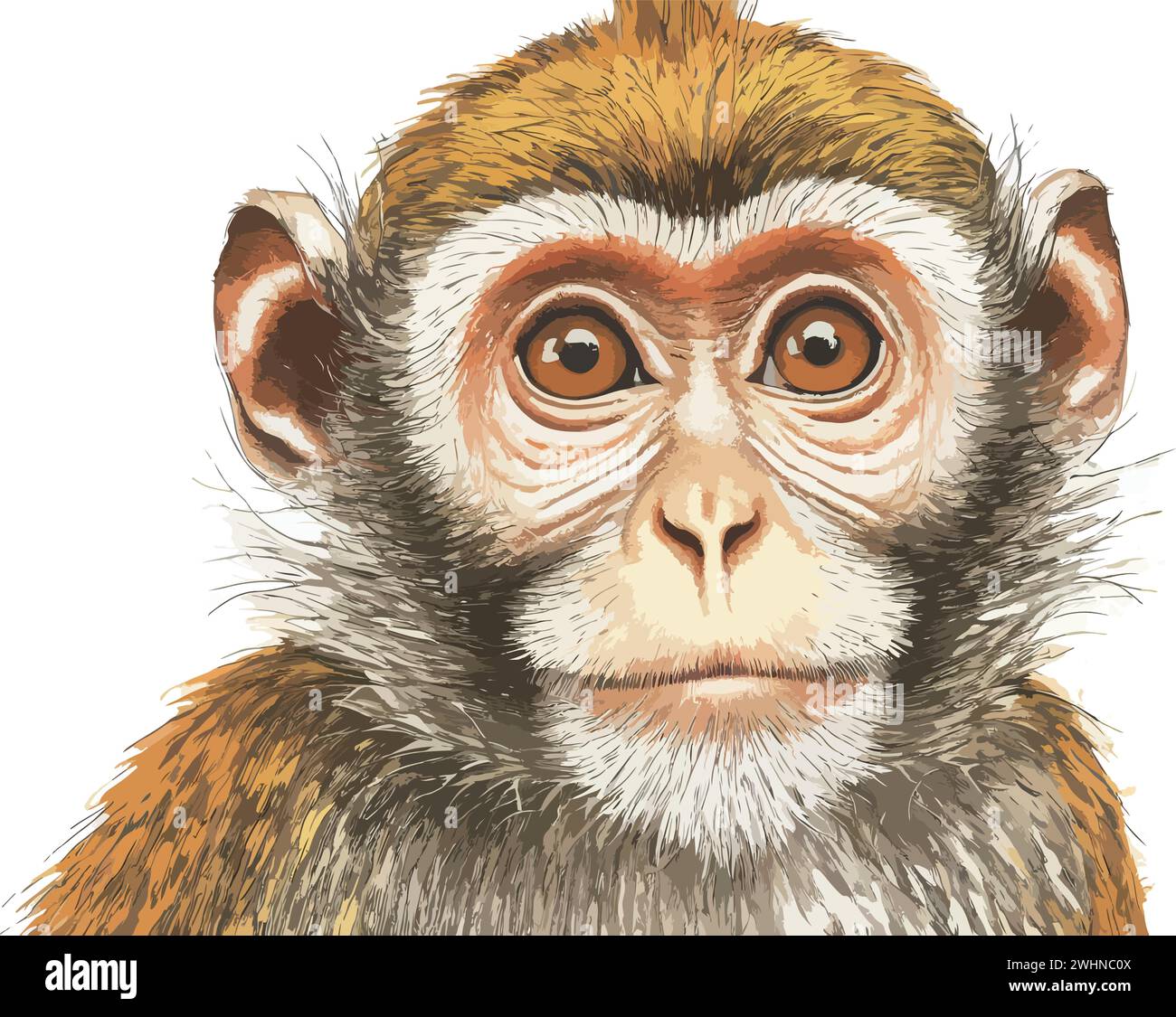 Hand drawn pencil sketch portrait Stock Vector Images - Alamy