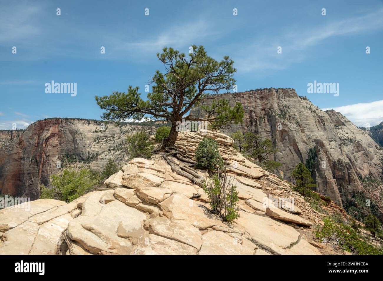 Tree Grows At The Top Of The Ridge On Angels Landing in Zion Stock ...