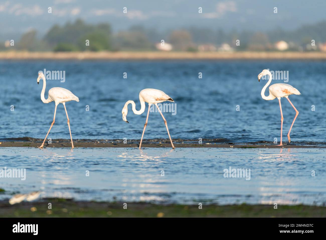 Ria red hi-res stock photography and images - Alamy