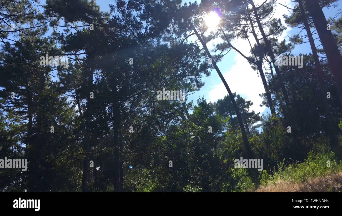 Sun shining through pine trees Stock Photo - Alamy