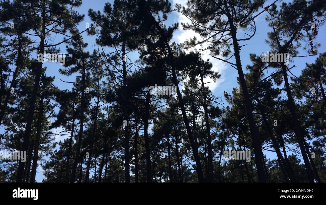 Sun shining through pine trees Stock Photo - Alamy
