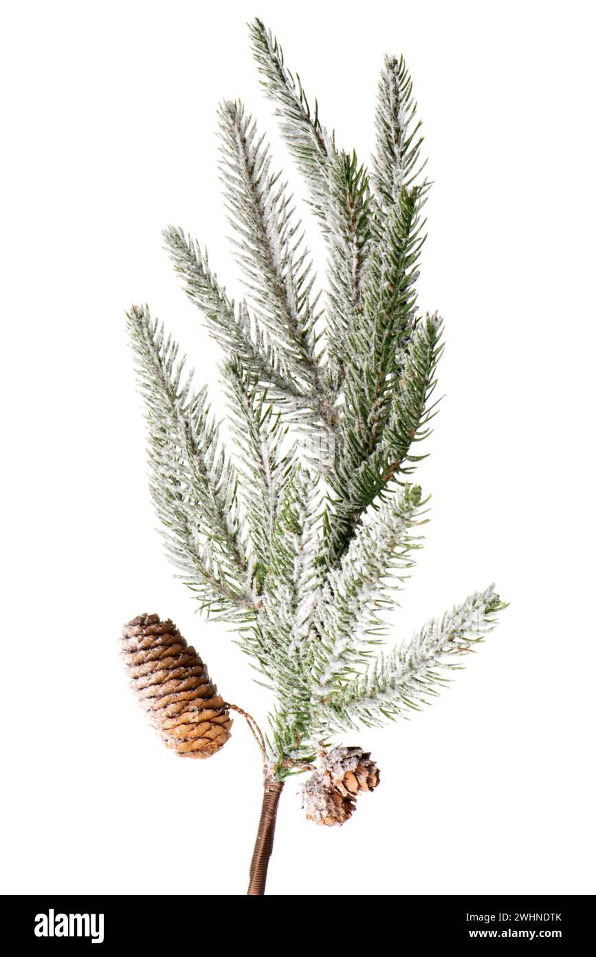 Beautiful conifer tree branch hi-res stock photography and images - Alamy