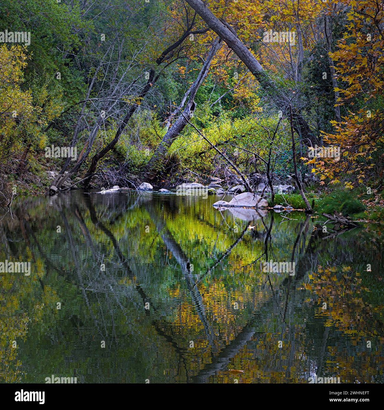 Tree trunks creates a diamond shape with the reflection in the water ...